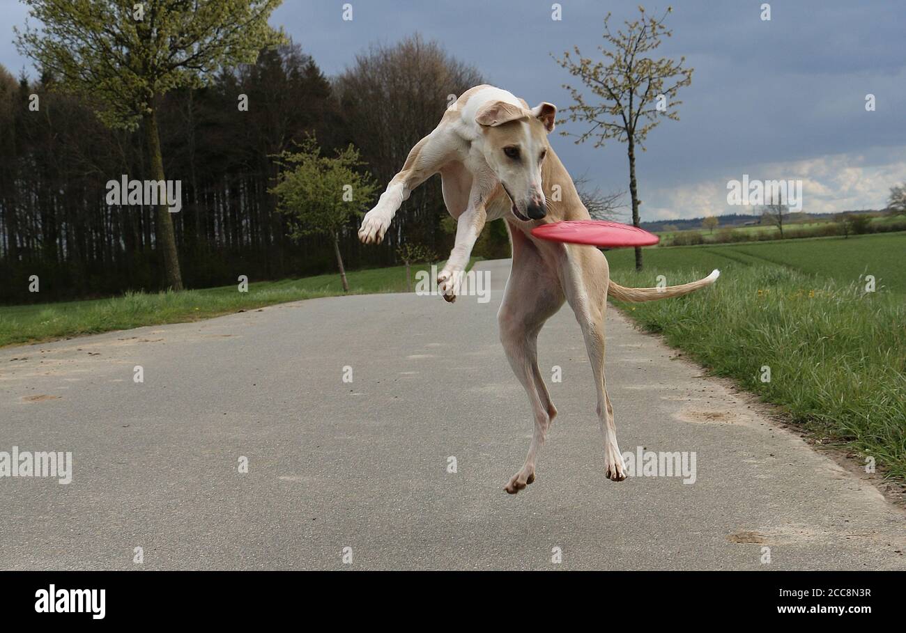 Greyhound catching hi-res stock photography and images - Alamy
