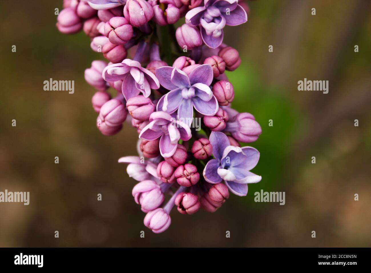 Lilac branch flowers macro and close-up. Purple and violet flower heads ...