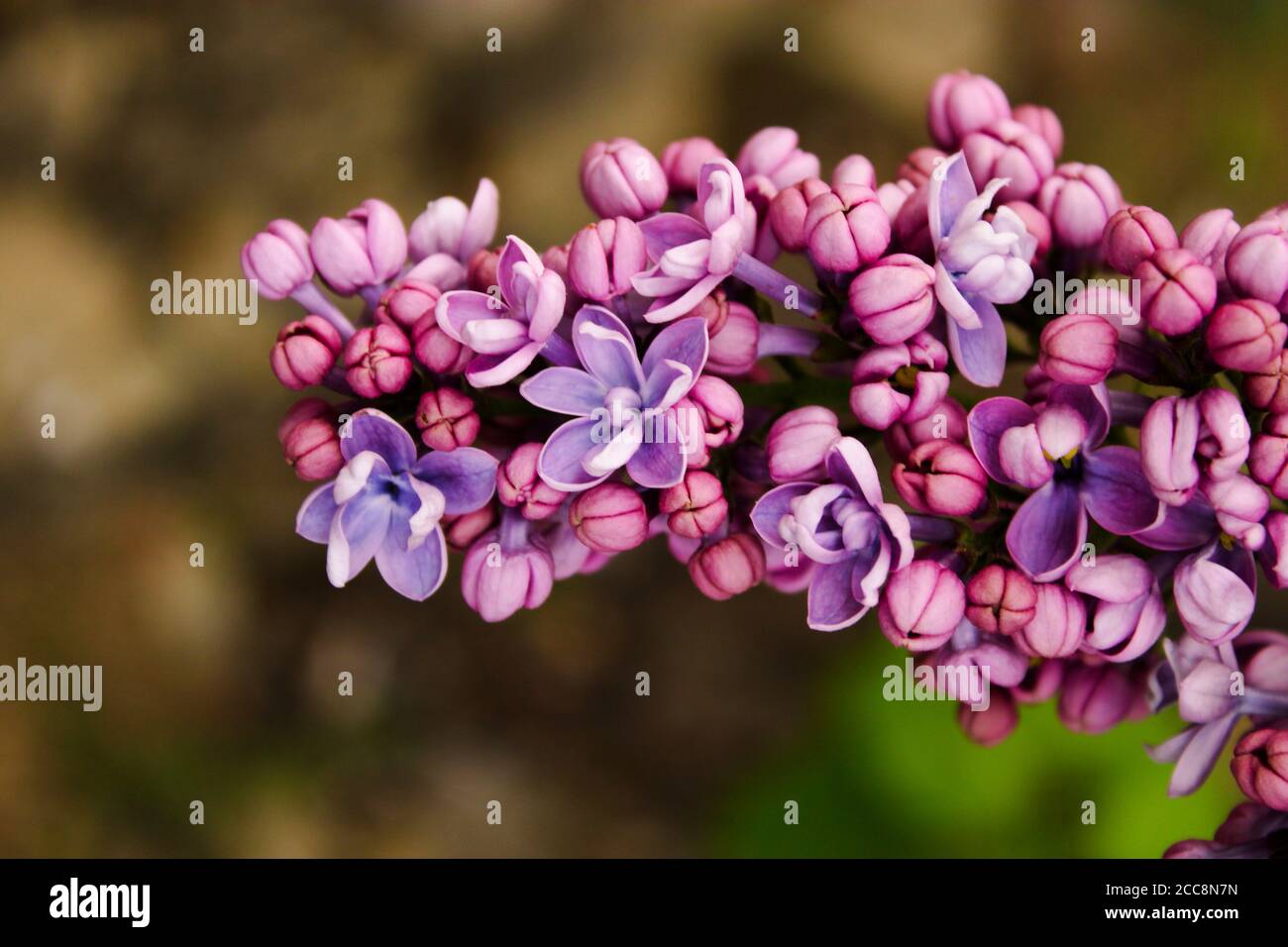 Lilac branch flowers macro and close-up. Purple and violet flower heads ...