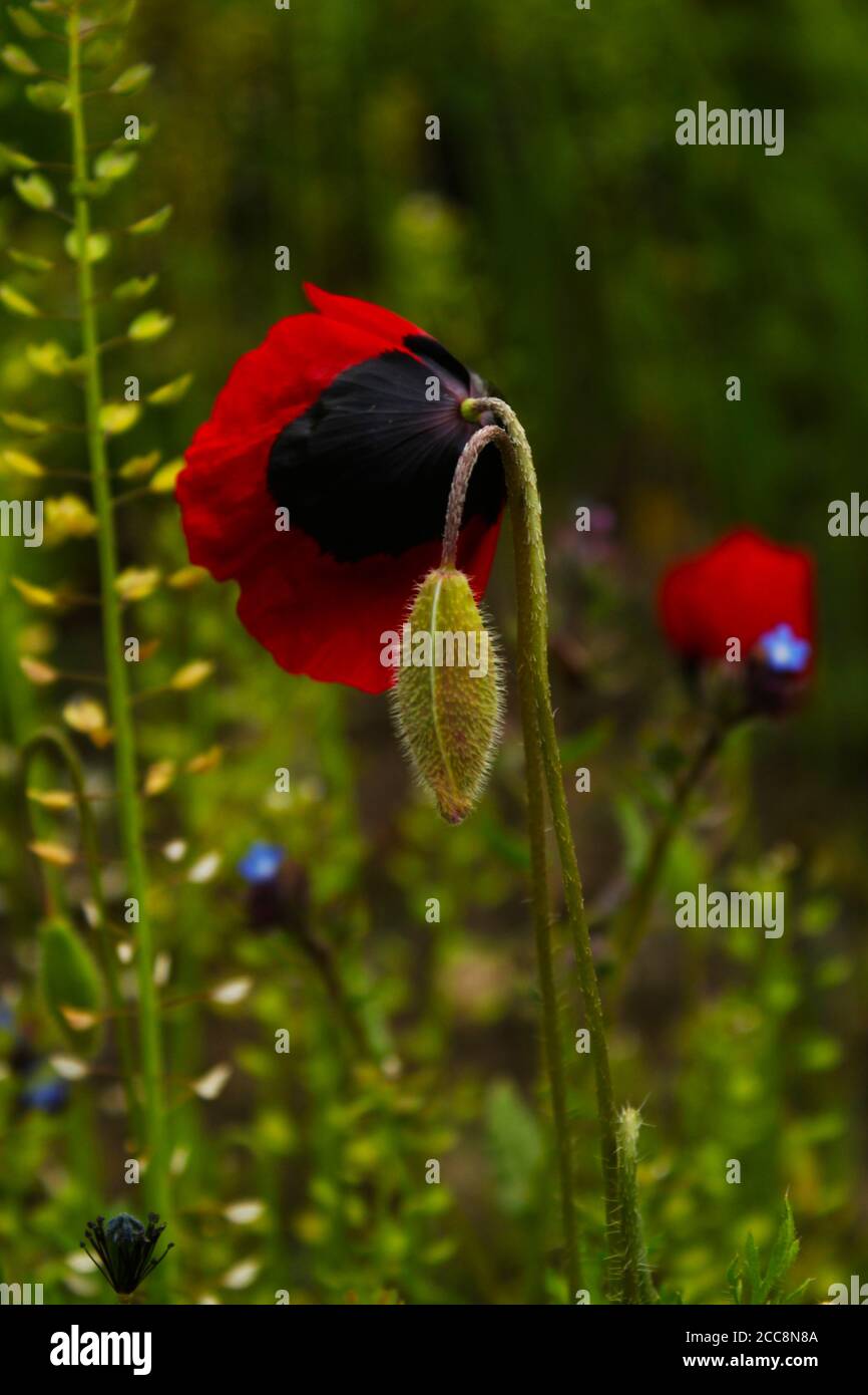 poppy head macro and close-up, red color flower in Georgia Stock Photo ...