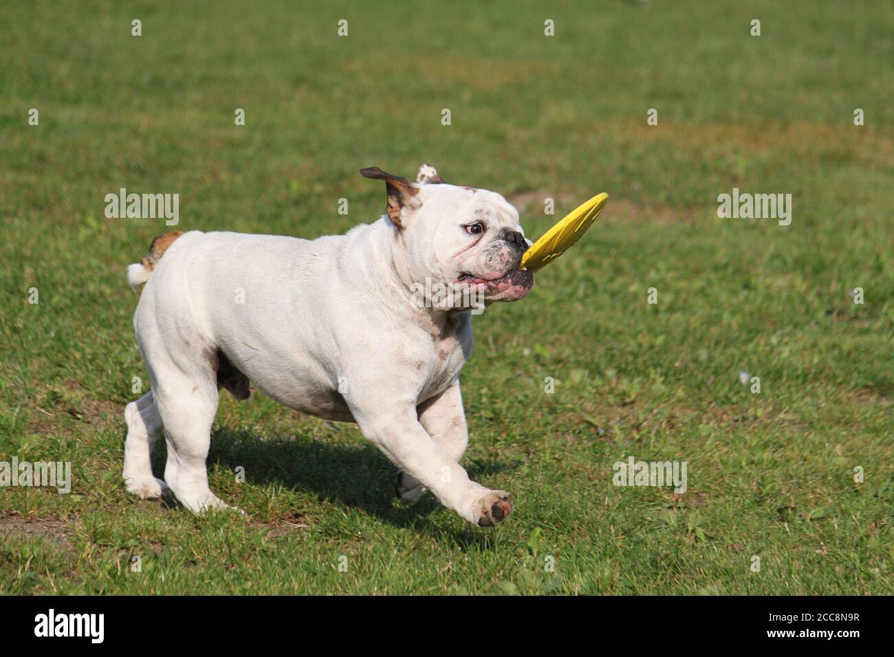 Flying bulldog hi-res stock photography and images - Alamy
