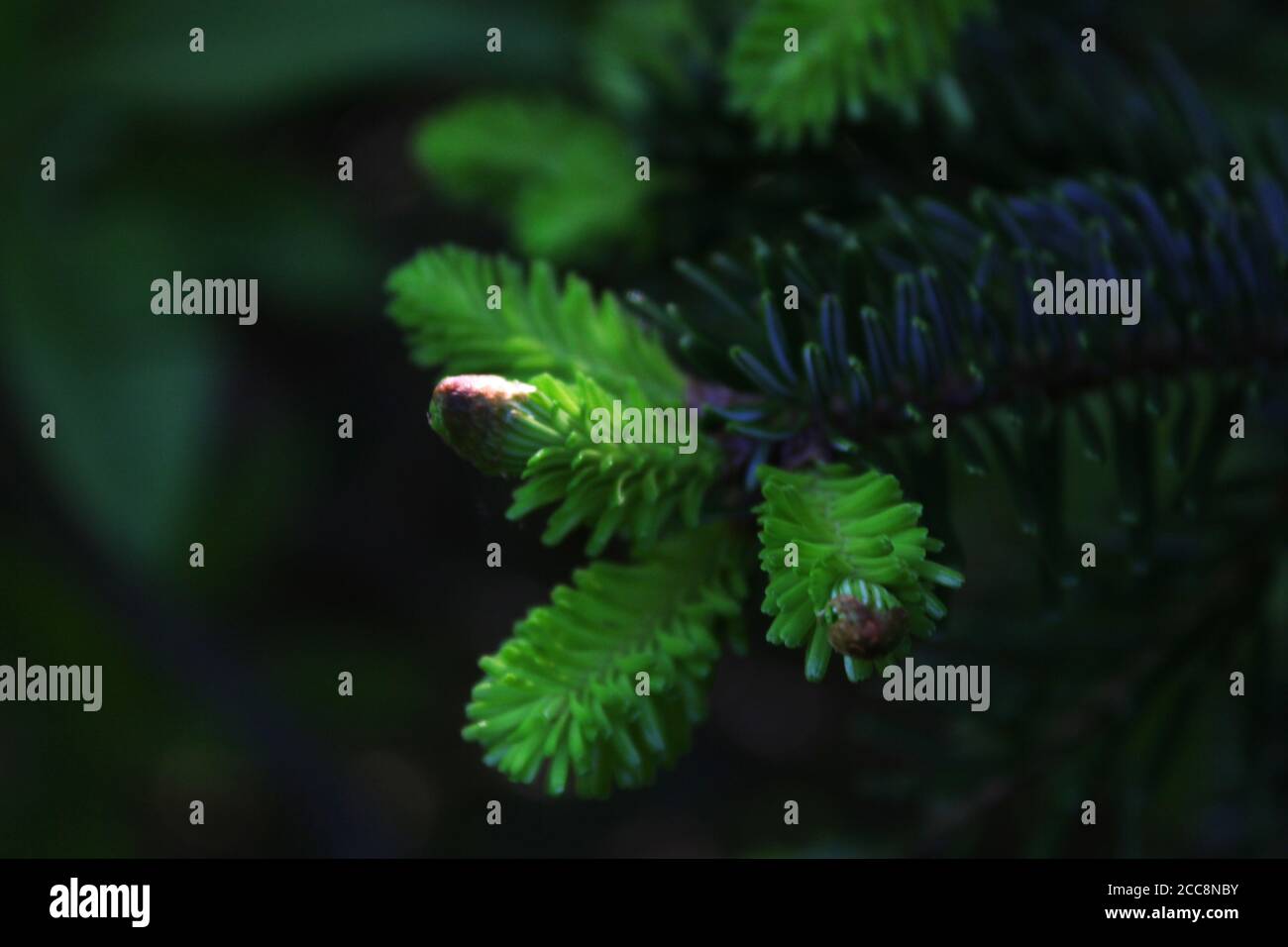 Tree branch bum macro and close-up. Nature backgrounds. Colorful photo ...