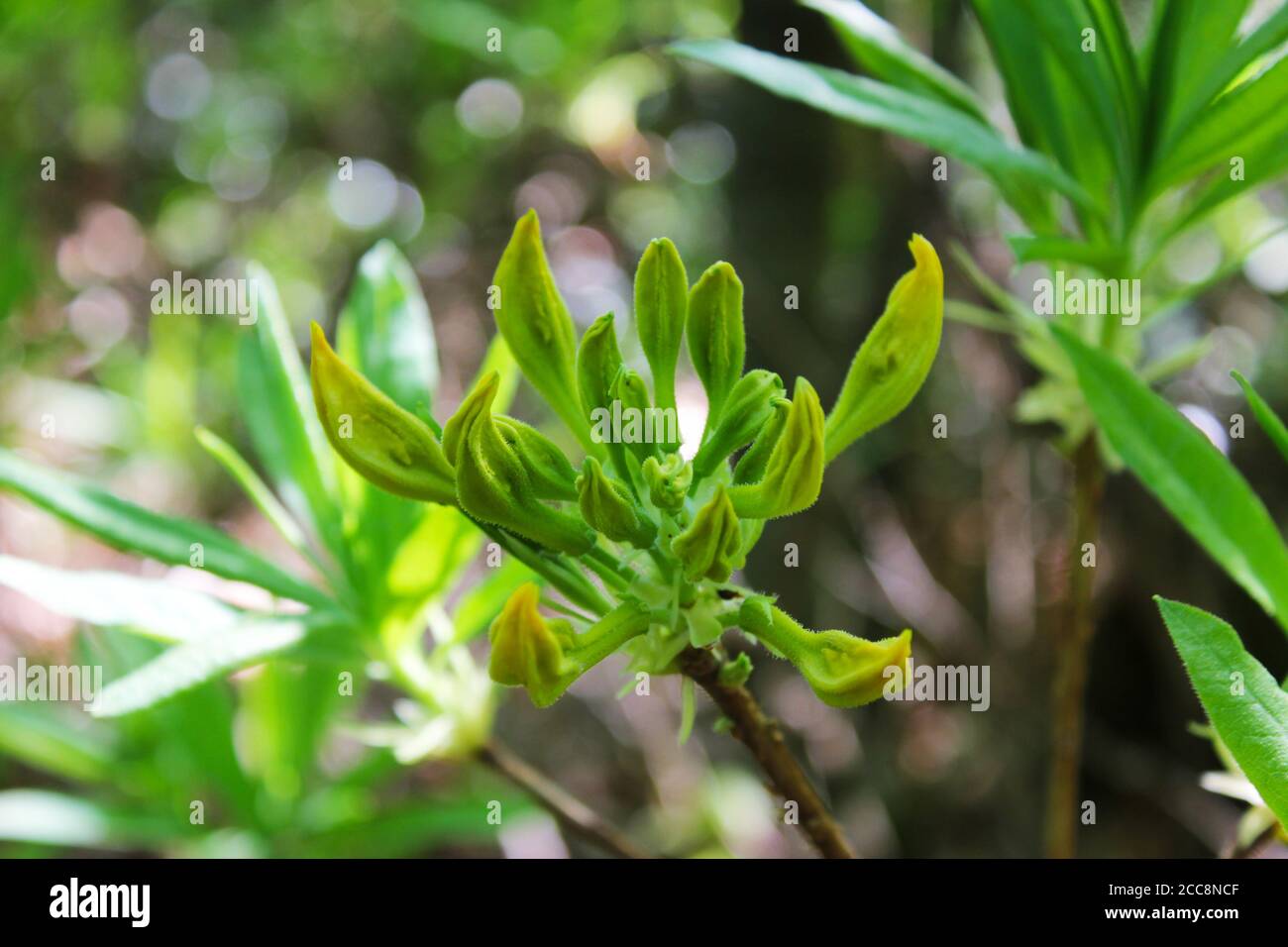 Tree branch bum macro and close-up. Nature backgrounds. Colorful photo ...