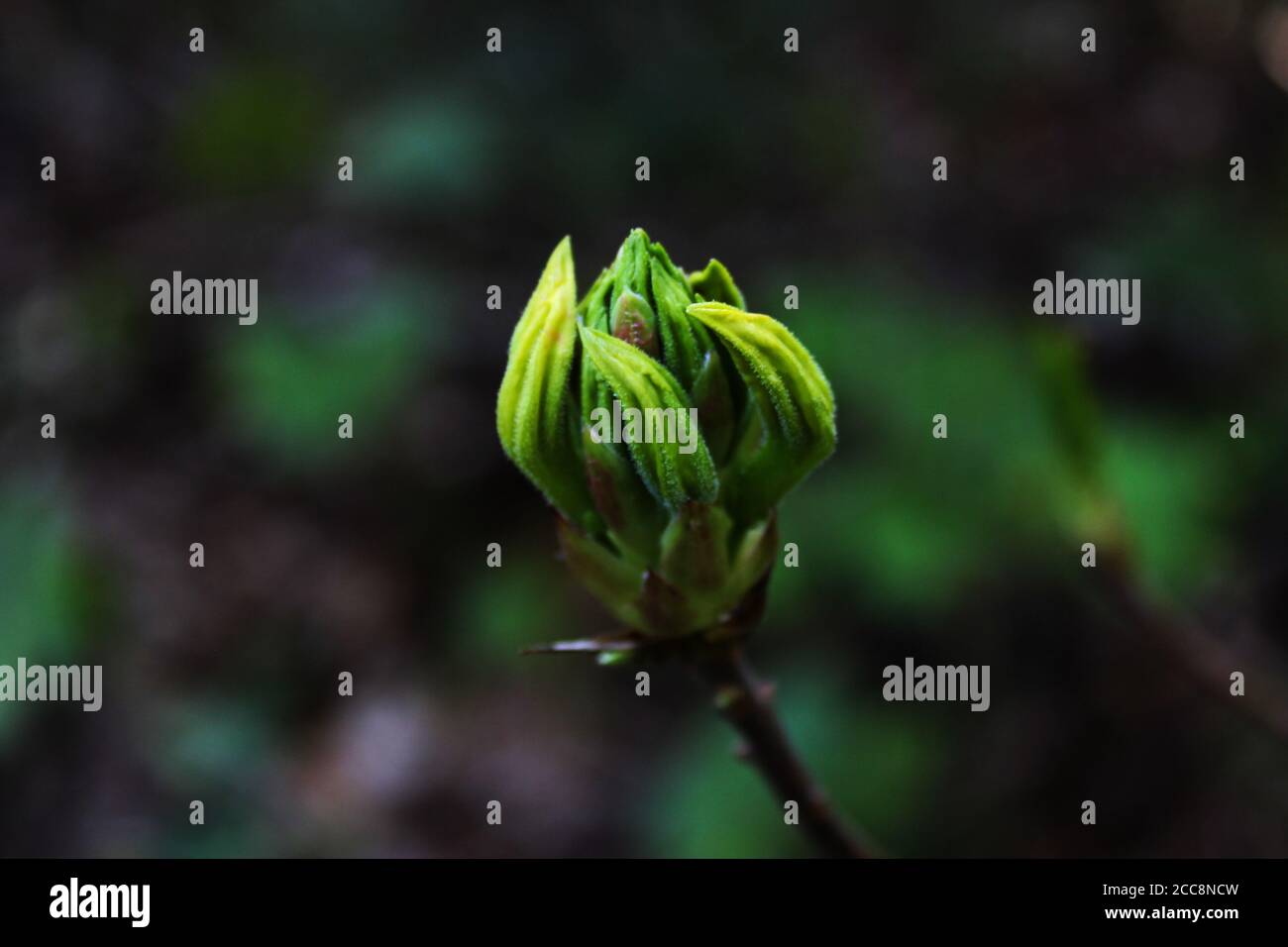 Tree branch bum macro and close-up. Nature backgrounds. Colorful photo ...