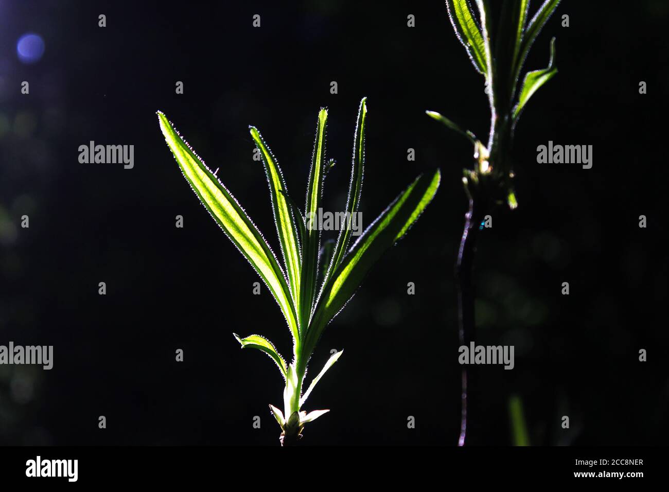Tree branch bum macro and close-up. Nature backgrounds. Colorful photo ...