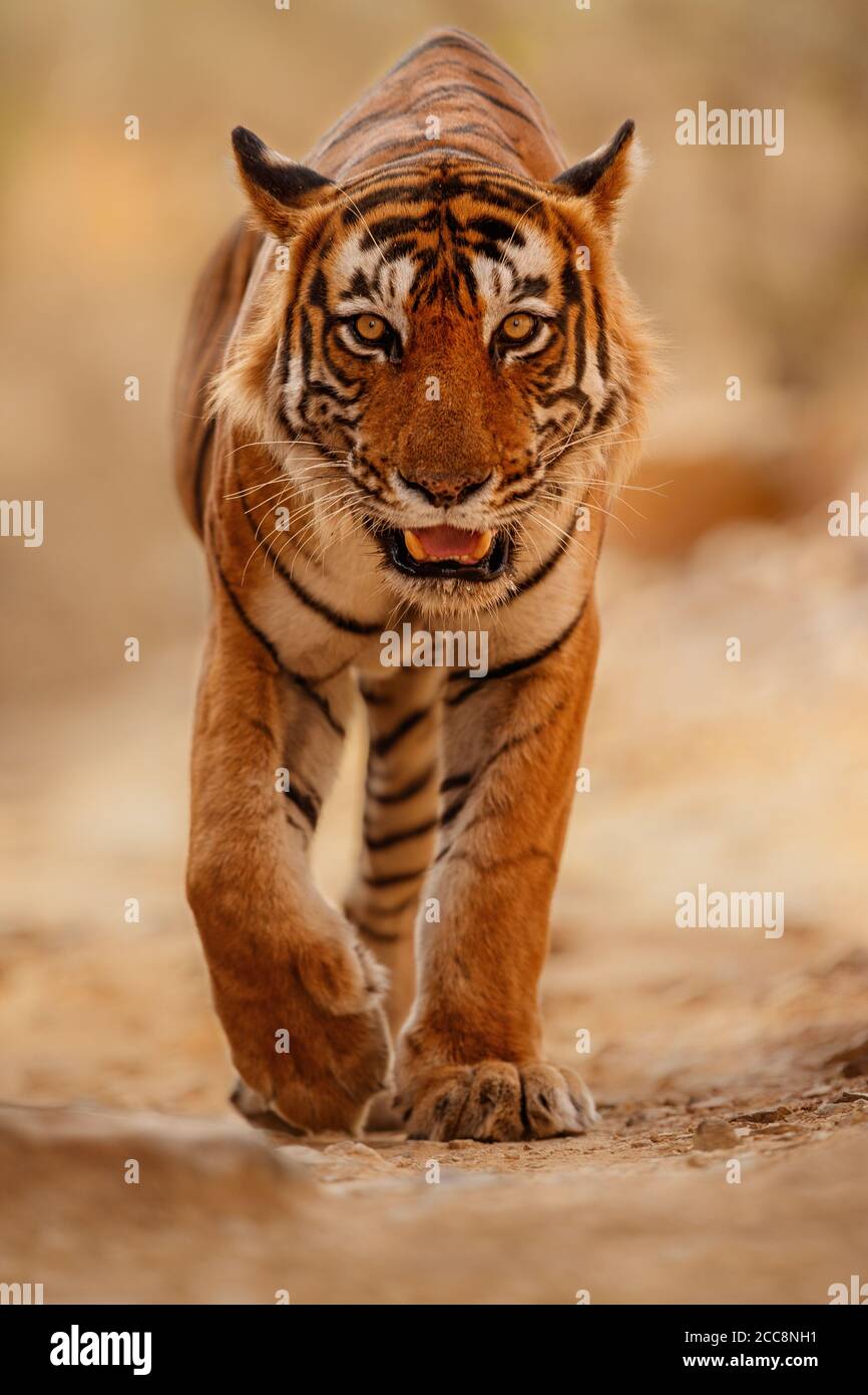 Beautiful tiger in the nature habitat. Tiger pose in amazing light ...
