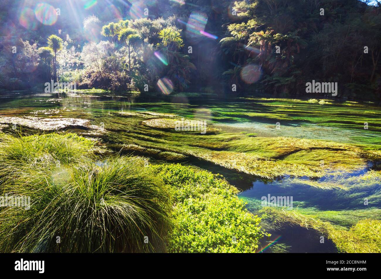 Unusual blue spring in New Zealand. Beautiful natural landscapes Stock ...