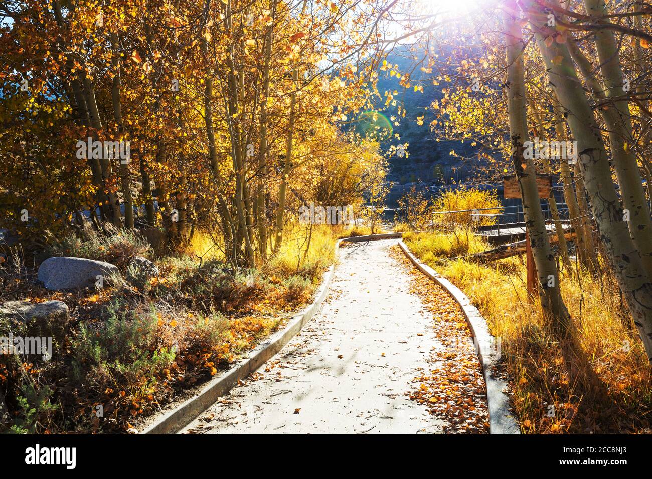 Autumn scene in yellow tones. Fall background Stock Photo - Alamy
