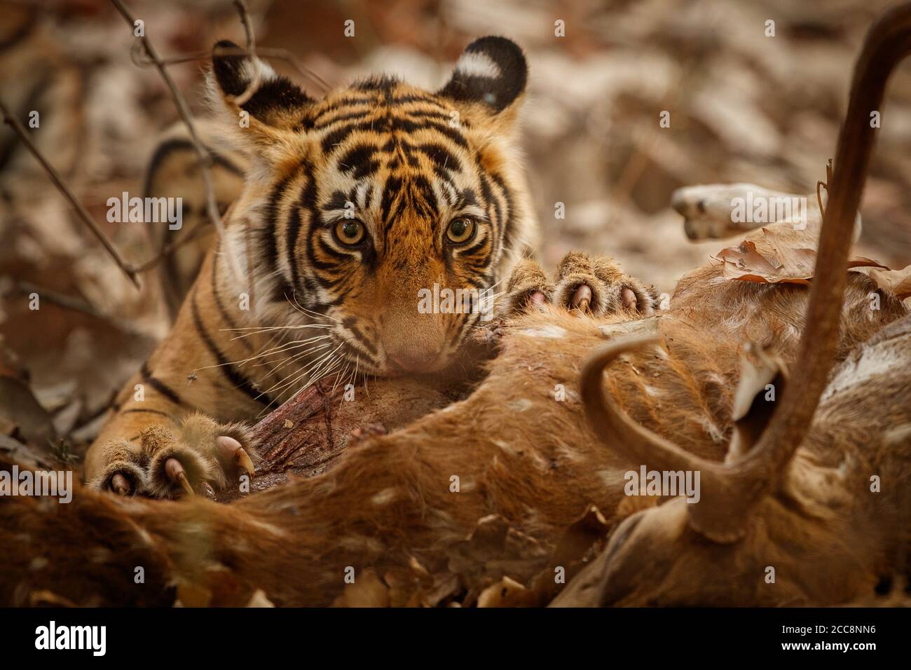 Beautiful tiger in the nature habitat. Tiger pose in amazing light ...