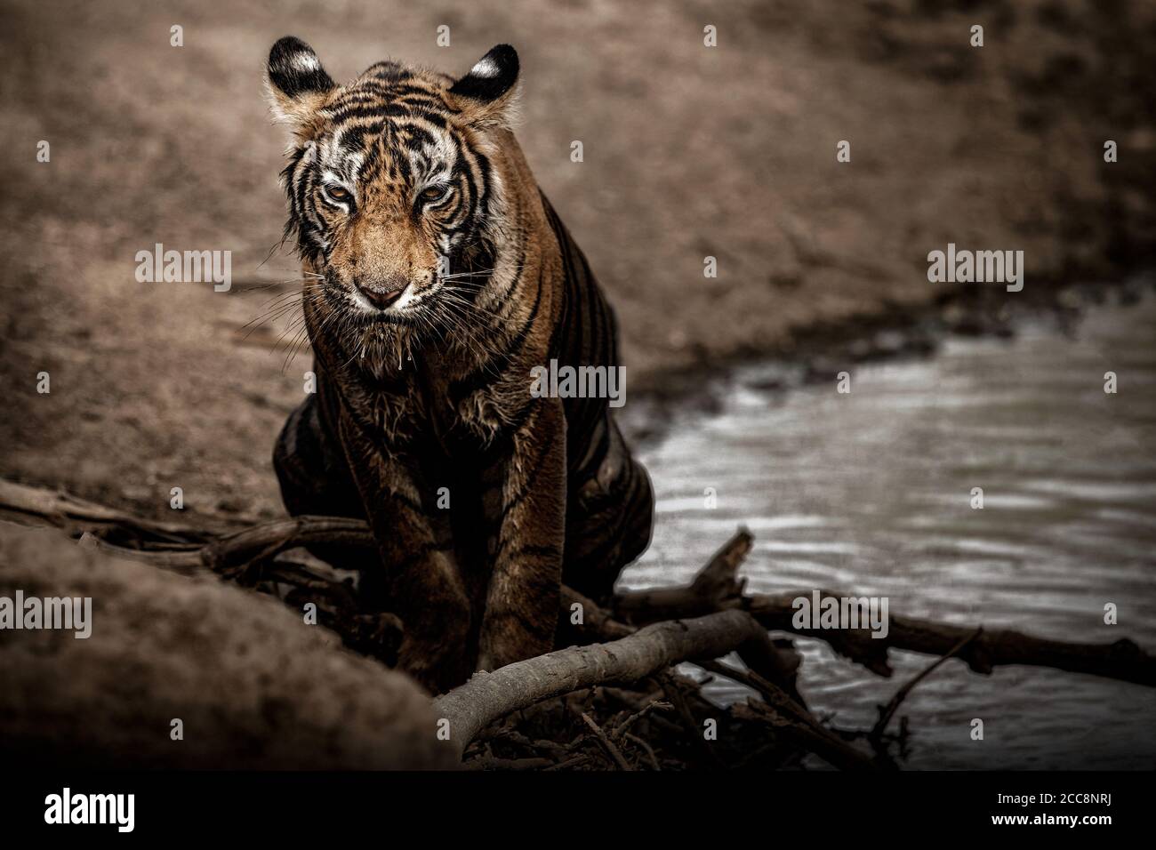 Beautiful tiger in the nature habitat. Tiger pose in amazing light ...