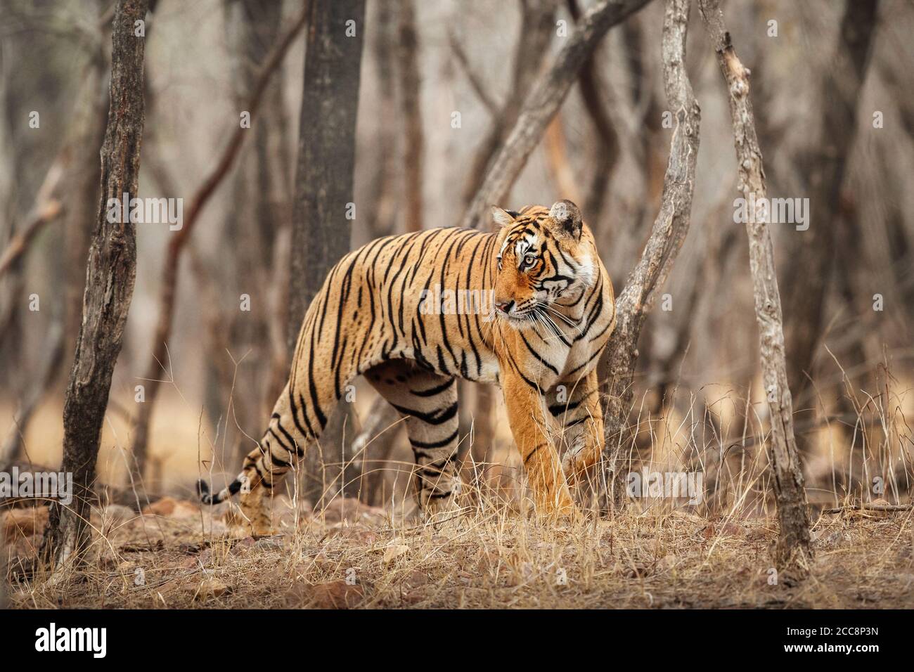 Beautiful tiger in the nature habitat. Tiger pose in amazing light ...