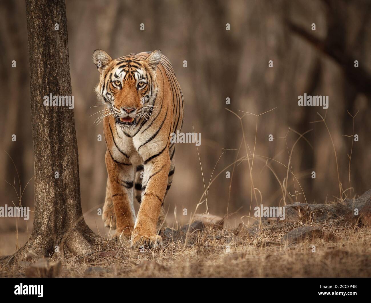 Beautiful tiger in the nature habitat. Tiger pose in amazing light ...