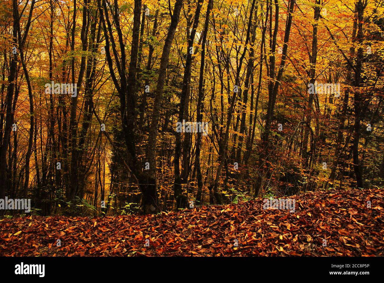 Autumn and fall forest landscape in Georgia. Autumn color leaves and ...