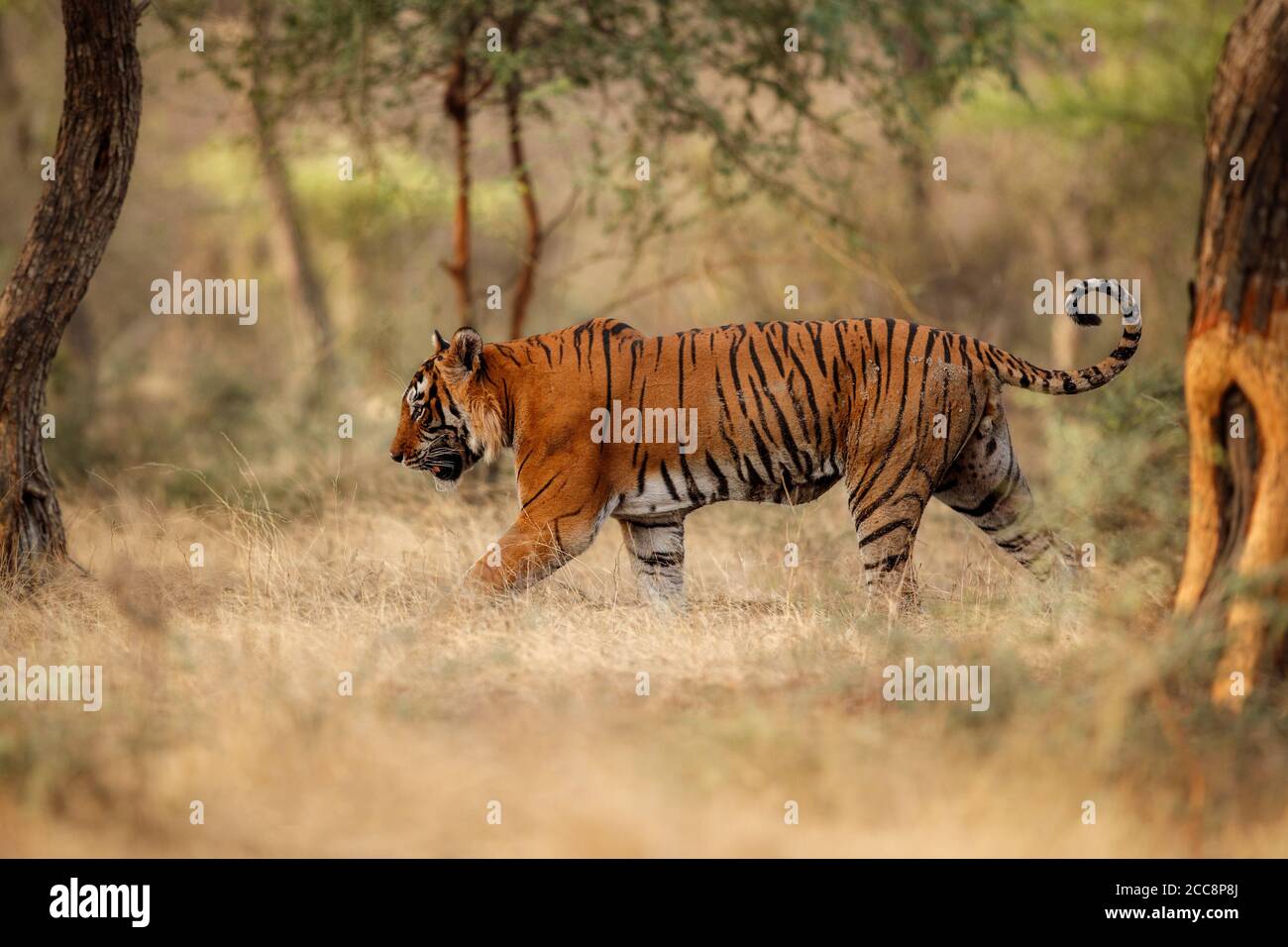 Beautiful tiger in the nature habitat. Tiger pose in amazing light ...