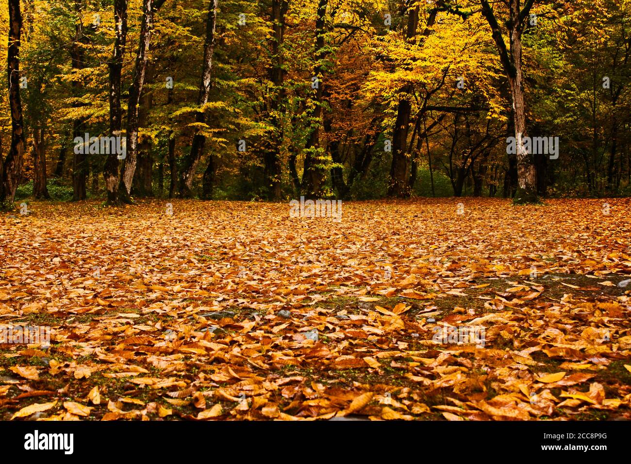 Autumn and fall forest landscape in Georgia. Autumn color leaves and ...