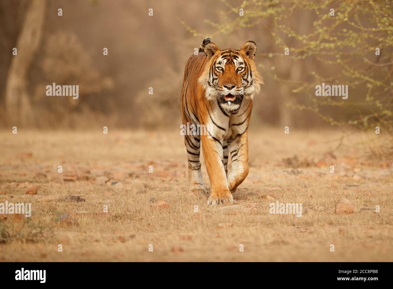 Beautiful tiger in the nature habitat. Tiger pose in amazing light ...