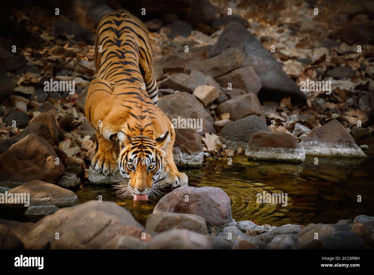 Beautiful tiger in the nature habitat. Tiger pose in amazing light ...