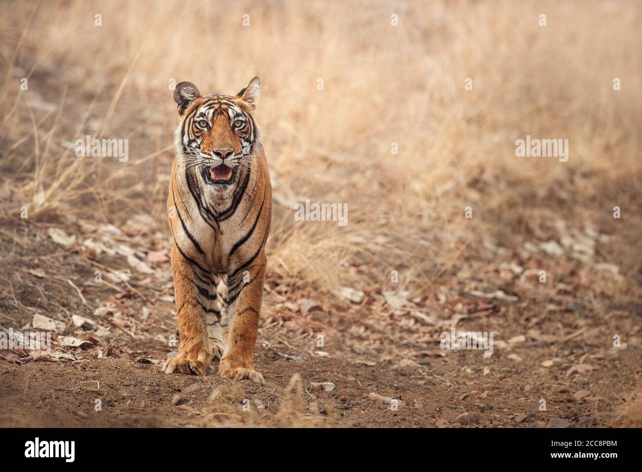 Beautiful tiger in the nature habitat. Tiger pose in amazing light ...