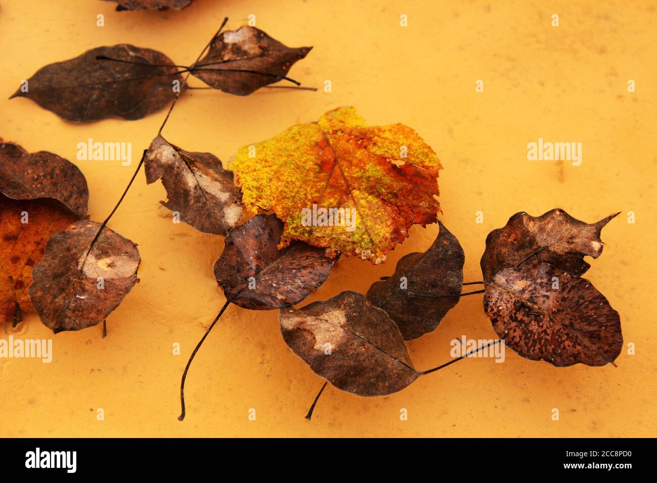 Autumn and fall leaves, colorful nature close-up. Orange, red and ...