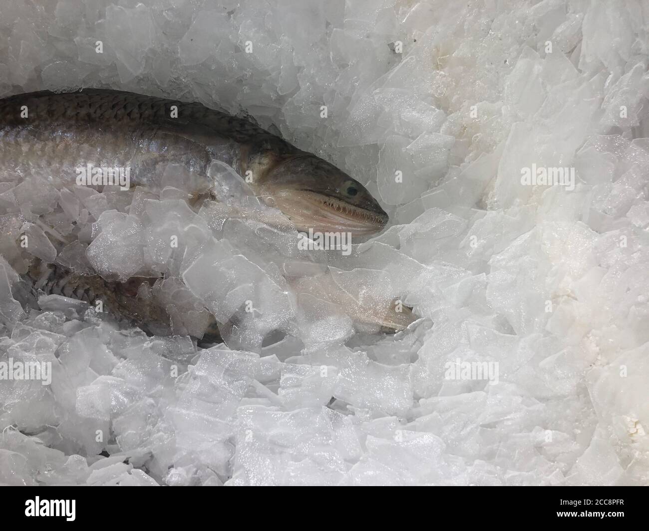 Toothy fish predator hi-res stock photography and images - Alamy