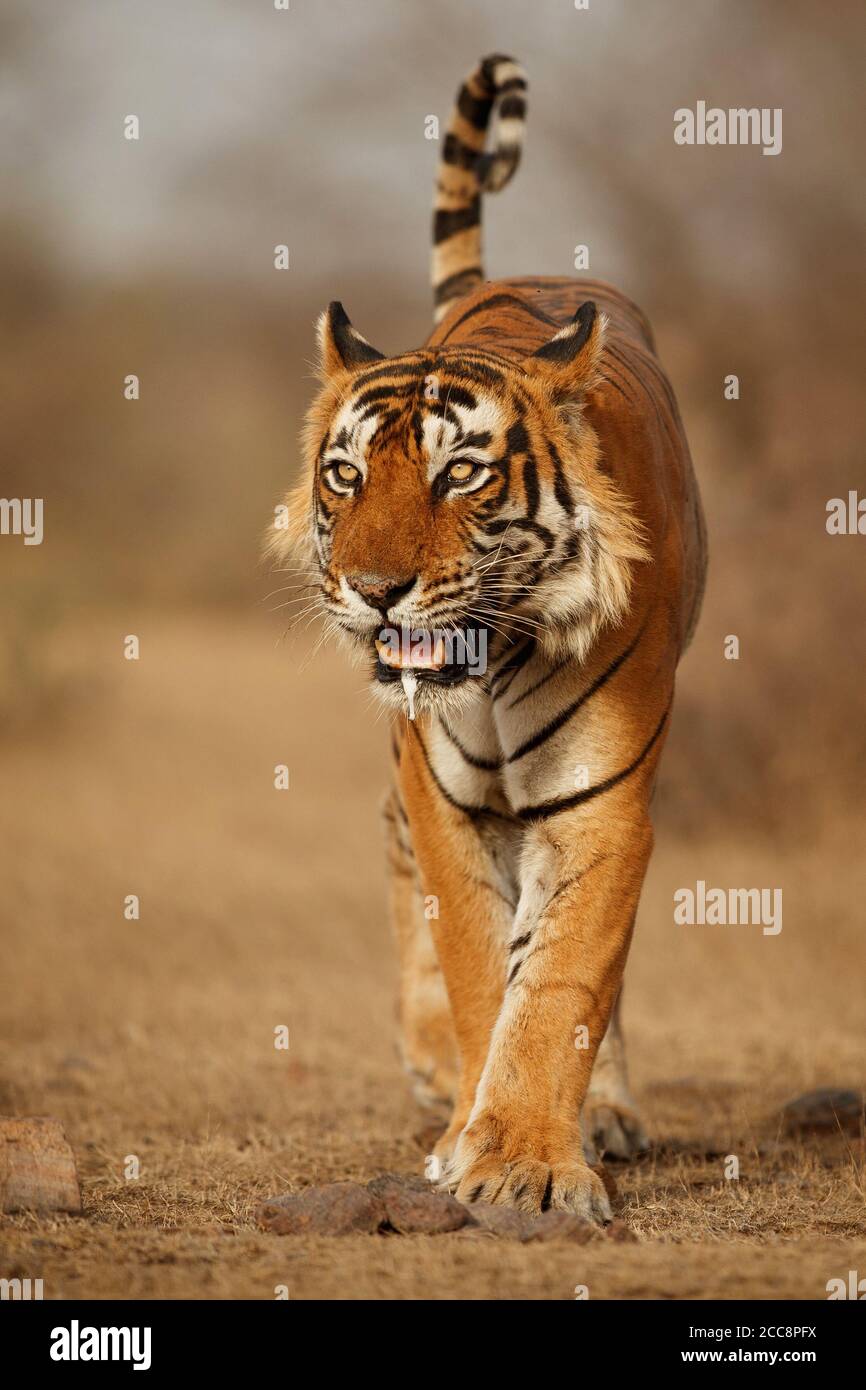 Beautiful tiger in the nature habitat. Tiger pose in amazing light ...