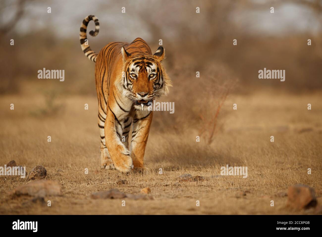 Beautiful tiger in the nature habitat. Tiger pose in amazing light ...