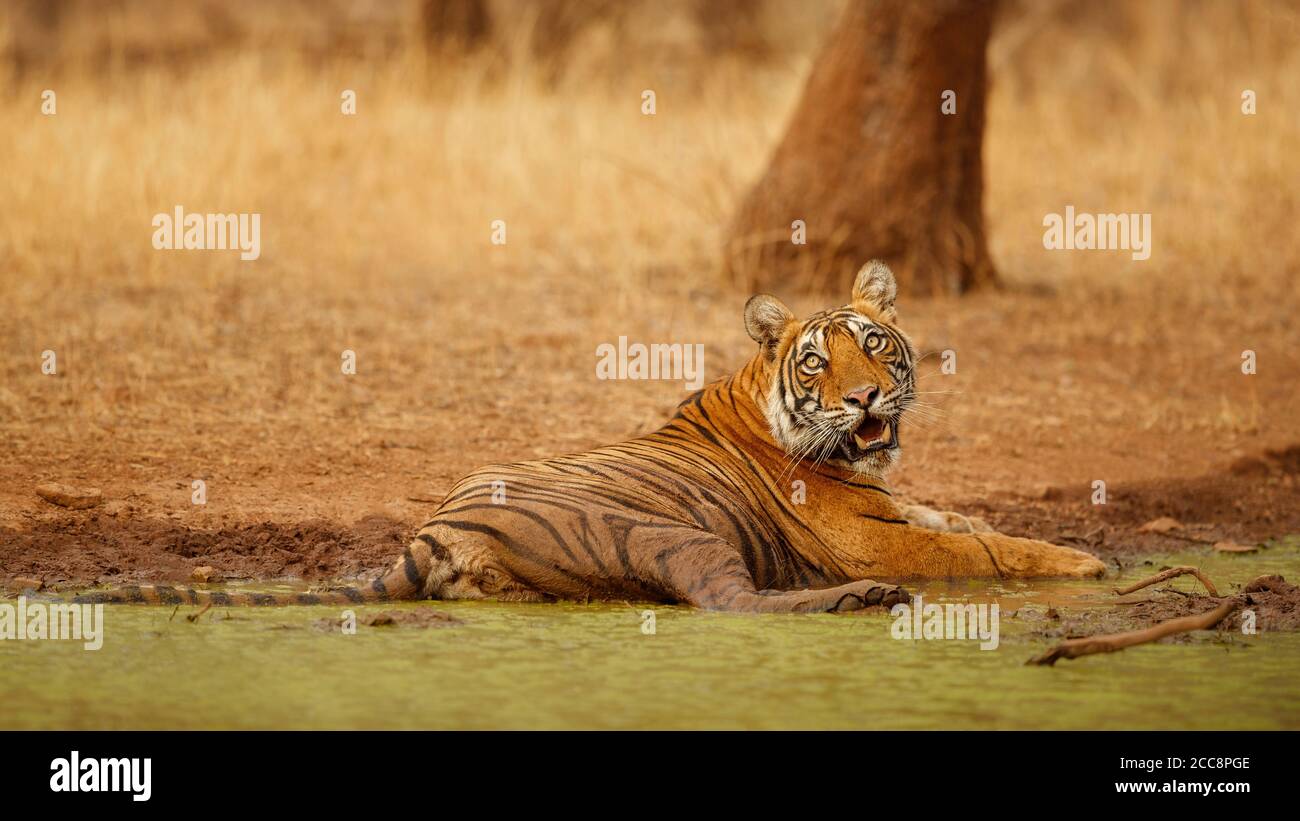 Beautiful tiger in the nature habitat. Tiger pose in amazing light ...