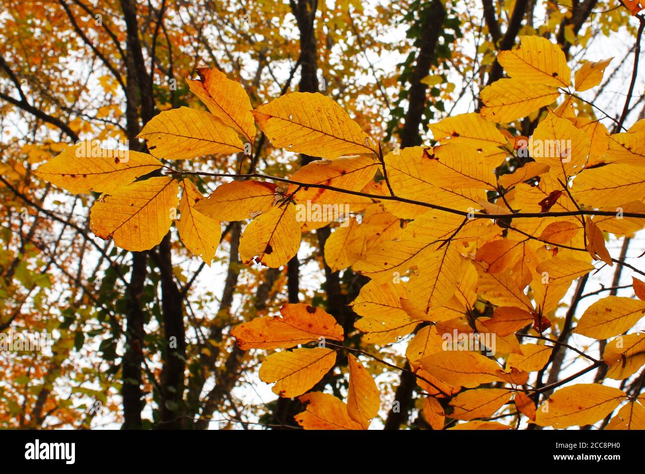 Autumn and fall leaves, colorful nature close-up. Orange, red and ...