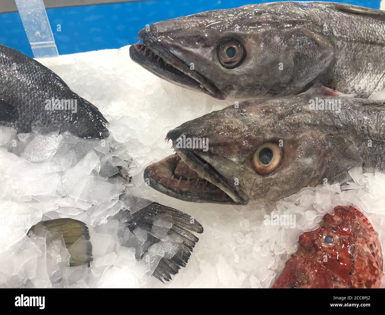 Toothy fish hi-res stock photography and images - Alamy