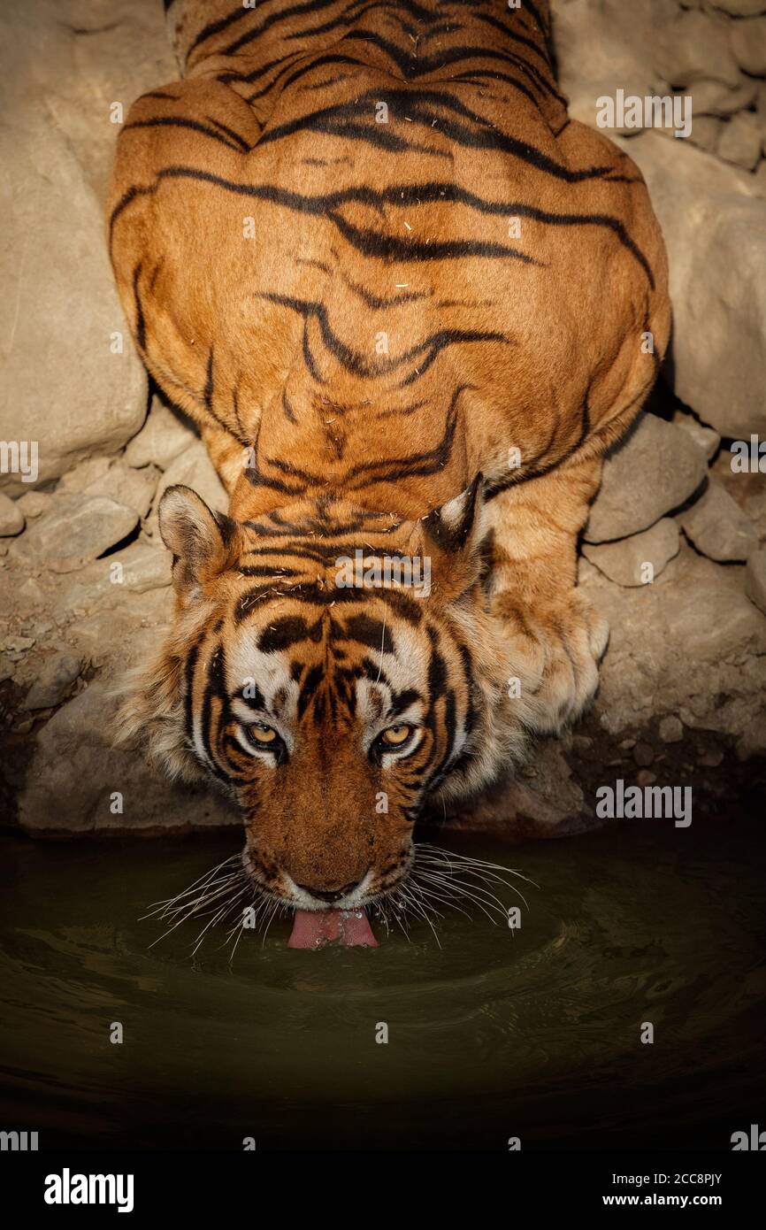Beautiful tiger in the nature habitat. Tiger pose in amazing light ...