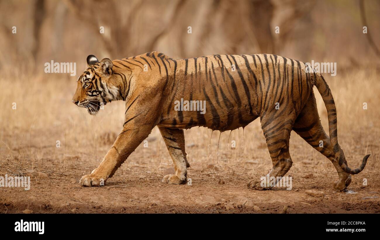 Beautiful tiger in the nature habitat. Tiger pose in amazing light ...