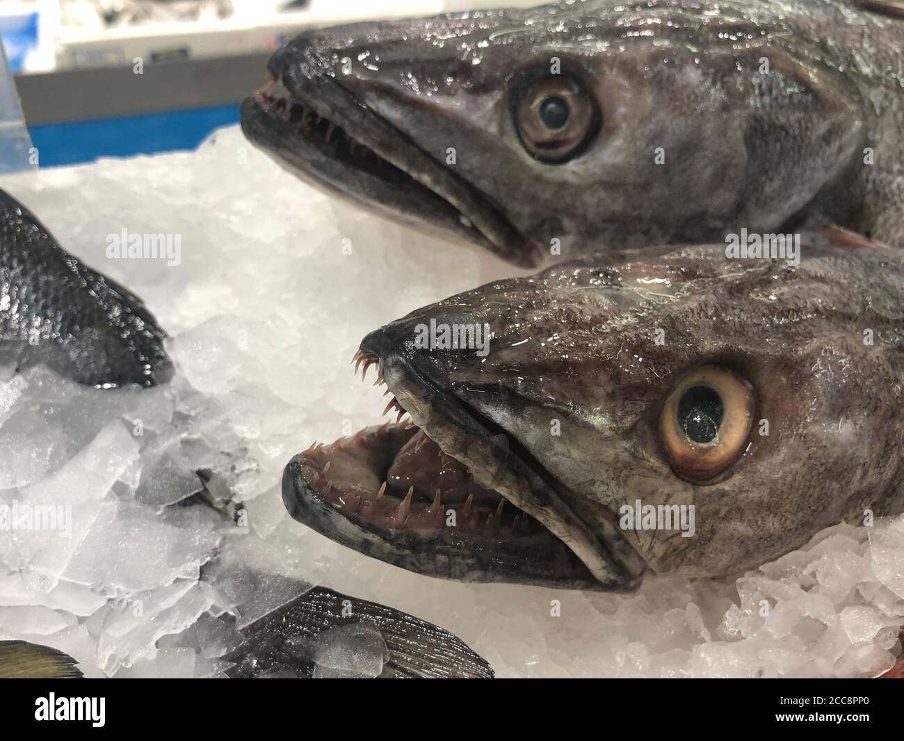 Toothy fish predator hi-res stock photography and images - Alamy