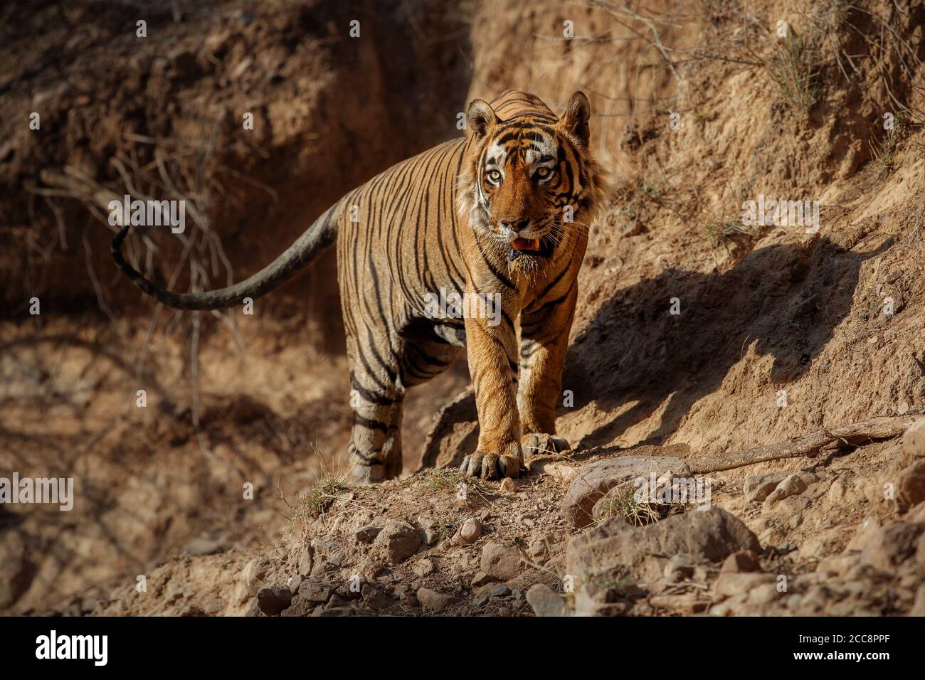 Beautiful tiger in the nature habitat. Tiger pose in amazing light ...