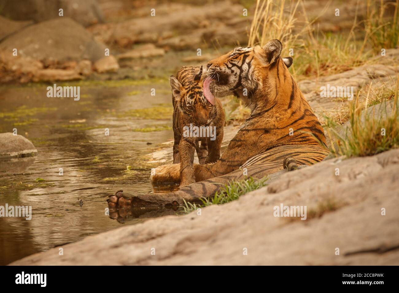 Beautiful tiger in the nature habitat. Tiger pose in amazing light ...