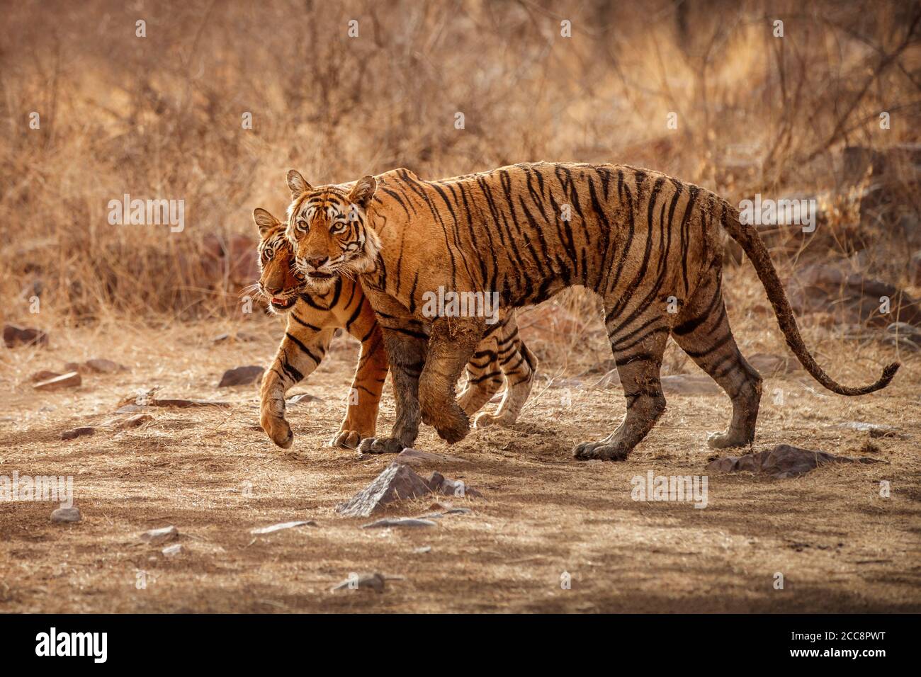 Beautiful tiger in the nature habitat. Tiger pose in amazing light ...