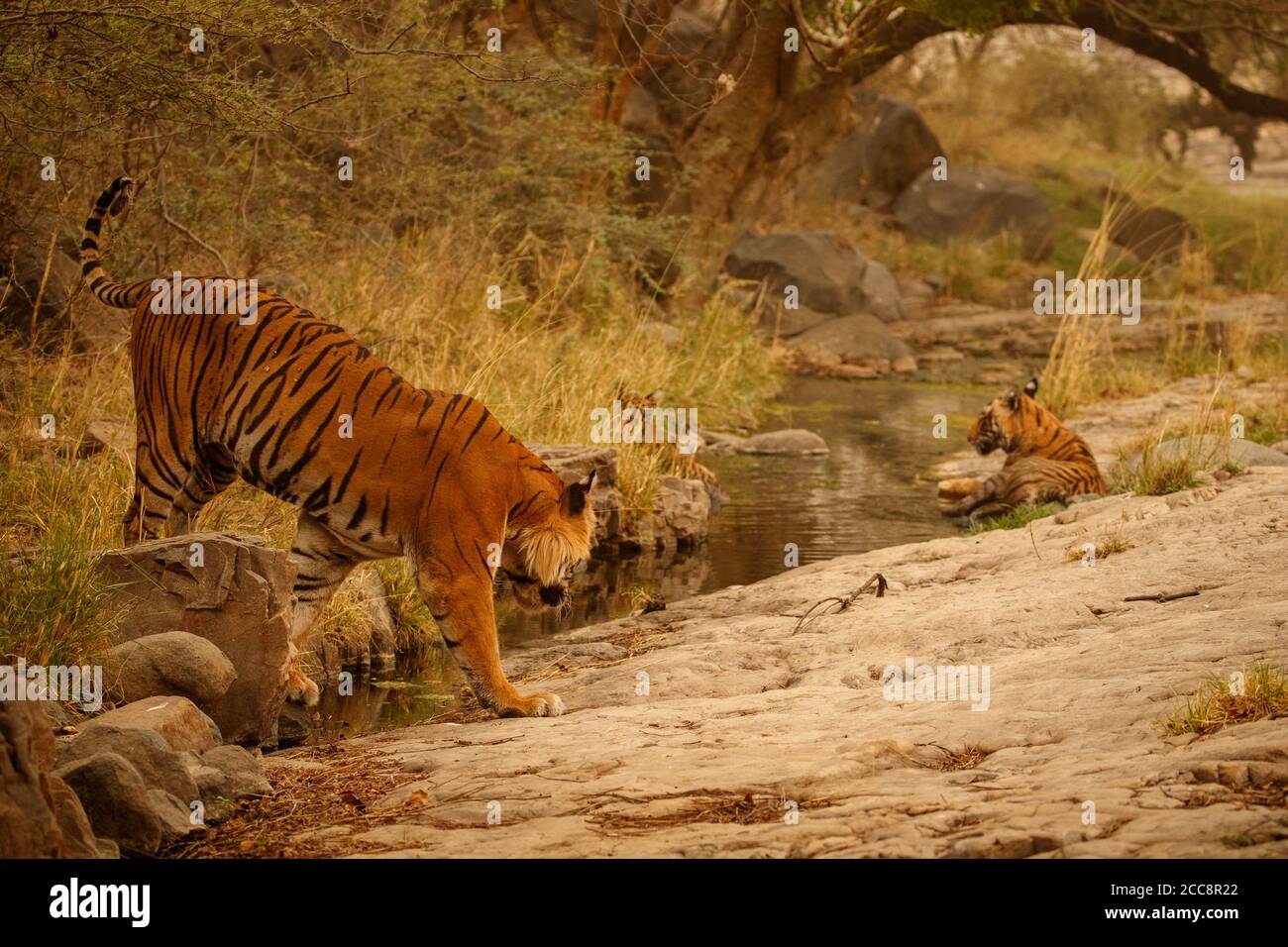 Beautiful tiger in the nature habitat. Tiger pose in amazing light ...
