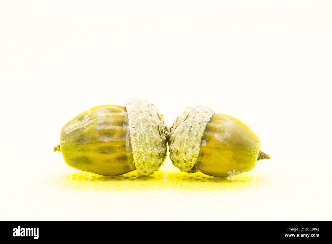 Pattern oak tree acorns Cut Out Stock Images & Pictures - Alamy