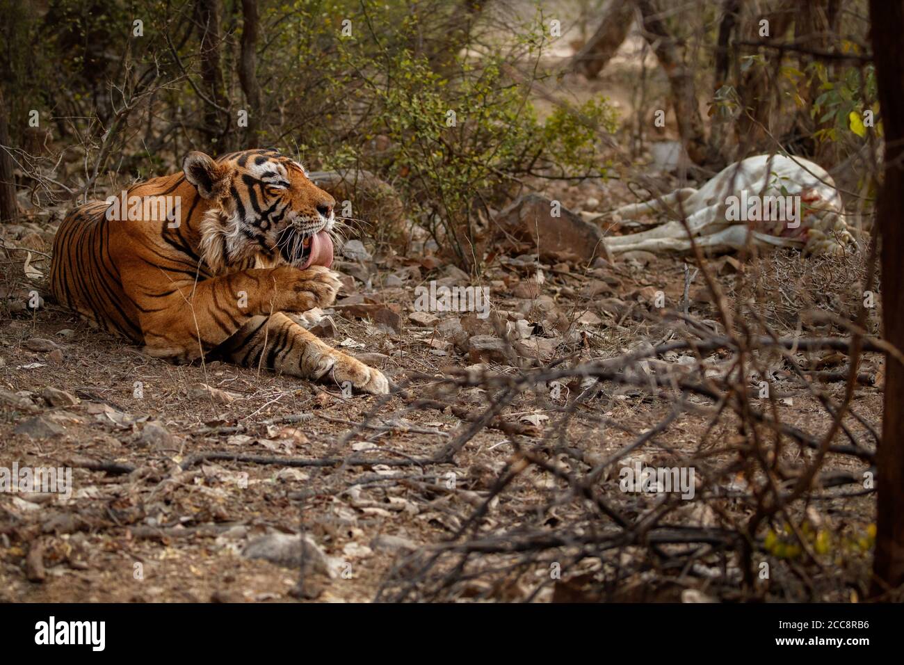 Beautiful tiger in the nature habitat. Tiger pose in amazing light ...