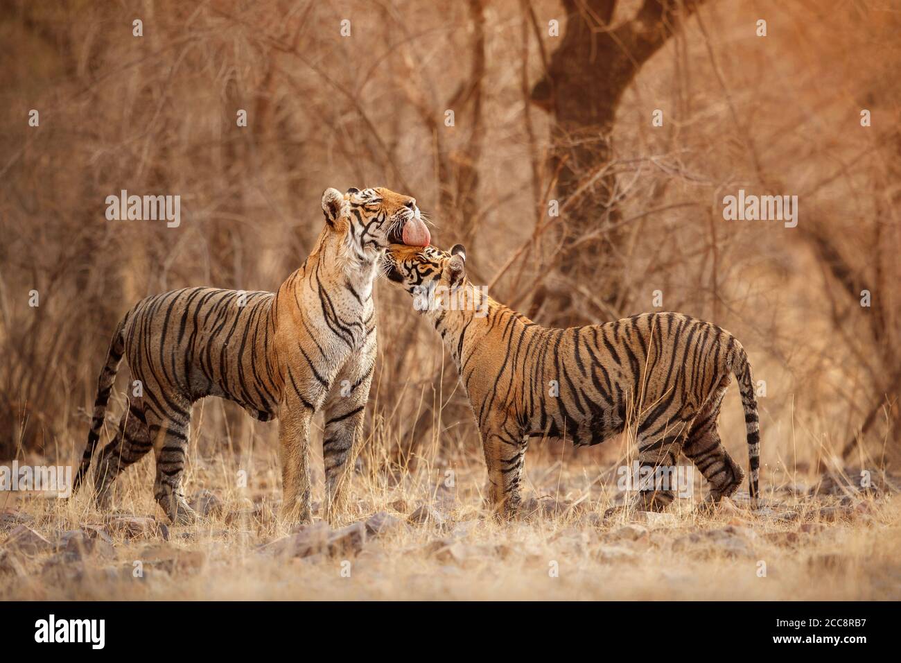 Beautiful tiger in the nature habitat. Tiger pose in amazing light ...