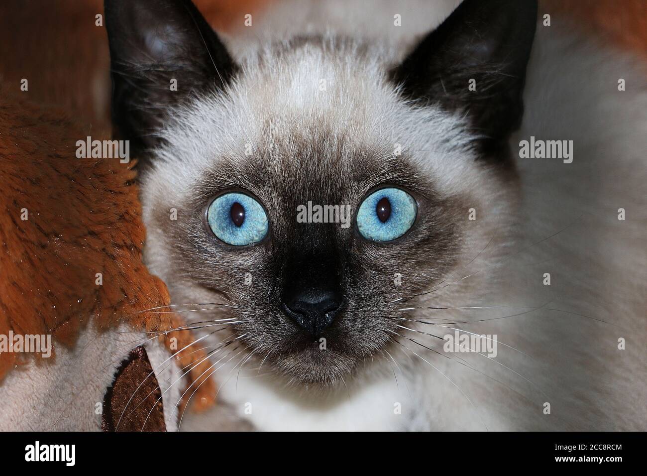 Closeup shot of a cute funny kitten staring at the camera Stock Photo ...