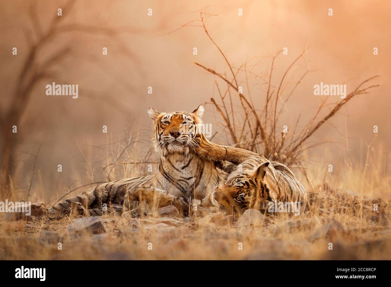 Beautiful tiger in the nature habitat. Tiger pose in amazing light ...