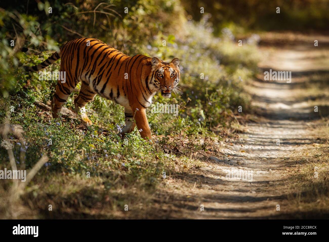 Beautiful tiger in the nature habitat. Tiger pose in amazing light ...