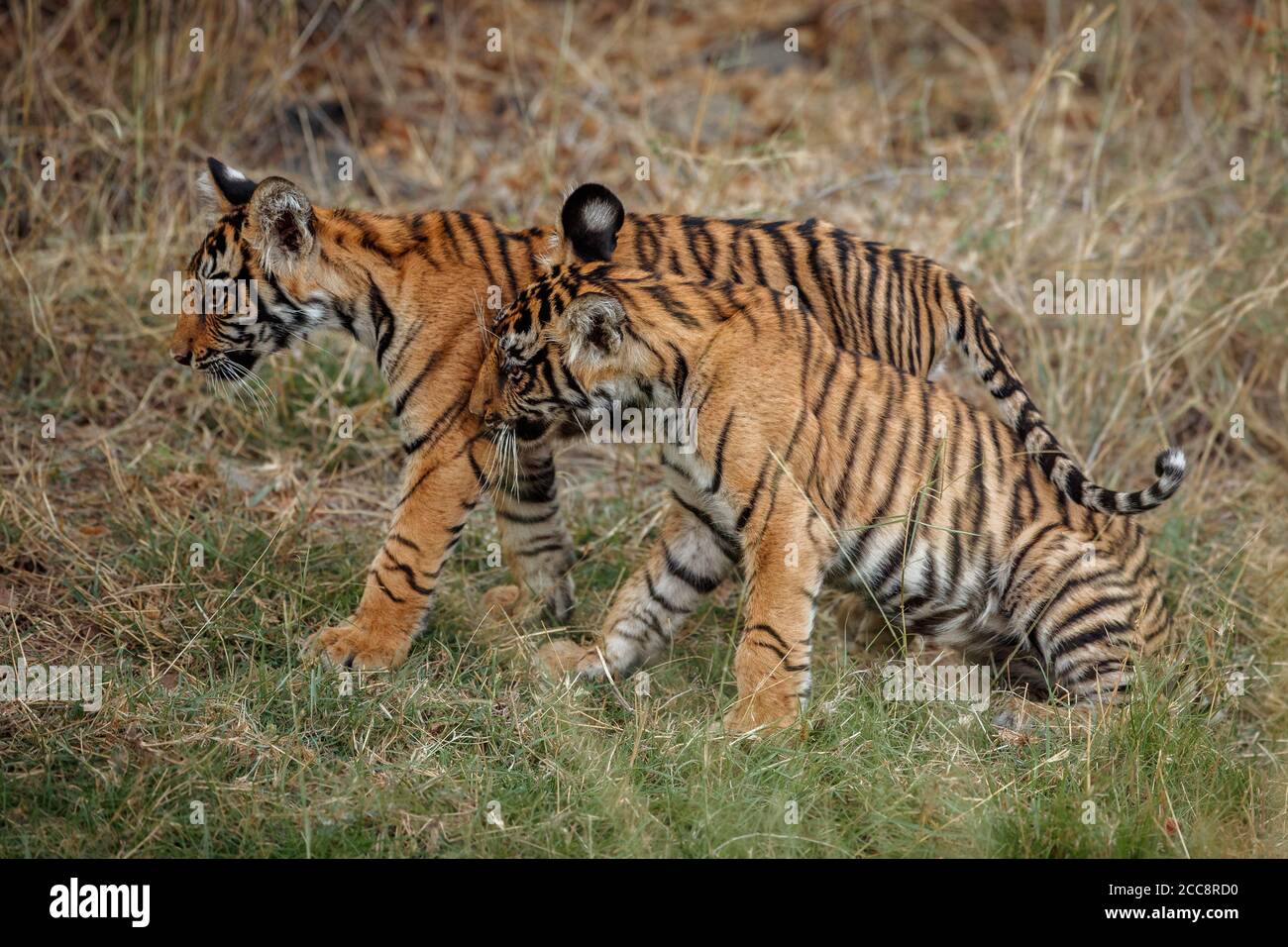 Beautiful tiger in the nature habitat. Tiger pose in amazing light ...