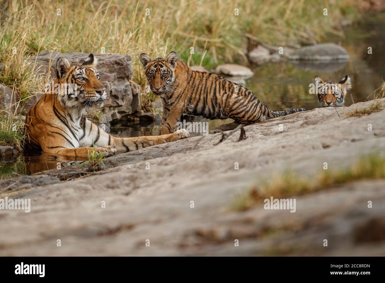 Beautiful tiger in the nature habitat. Tiger pose in amazing light ...