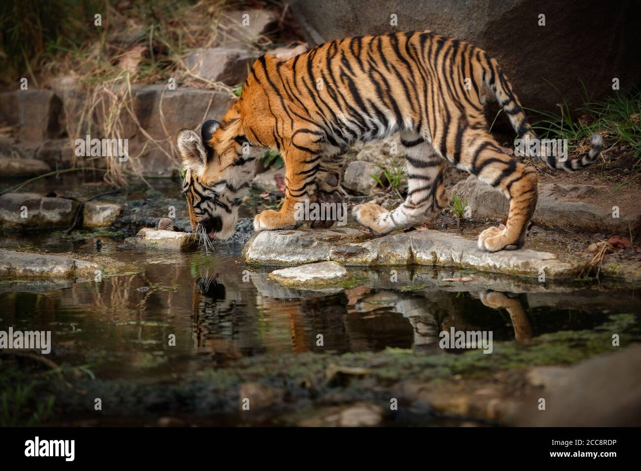 Beautiful tiger in the nature habitat. Tiger pose in amazing light ...