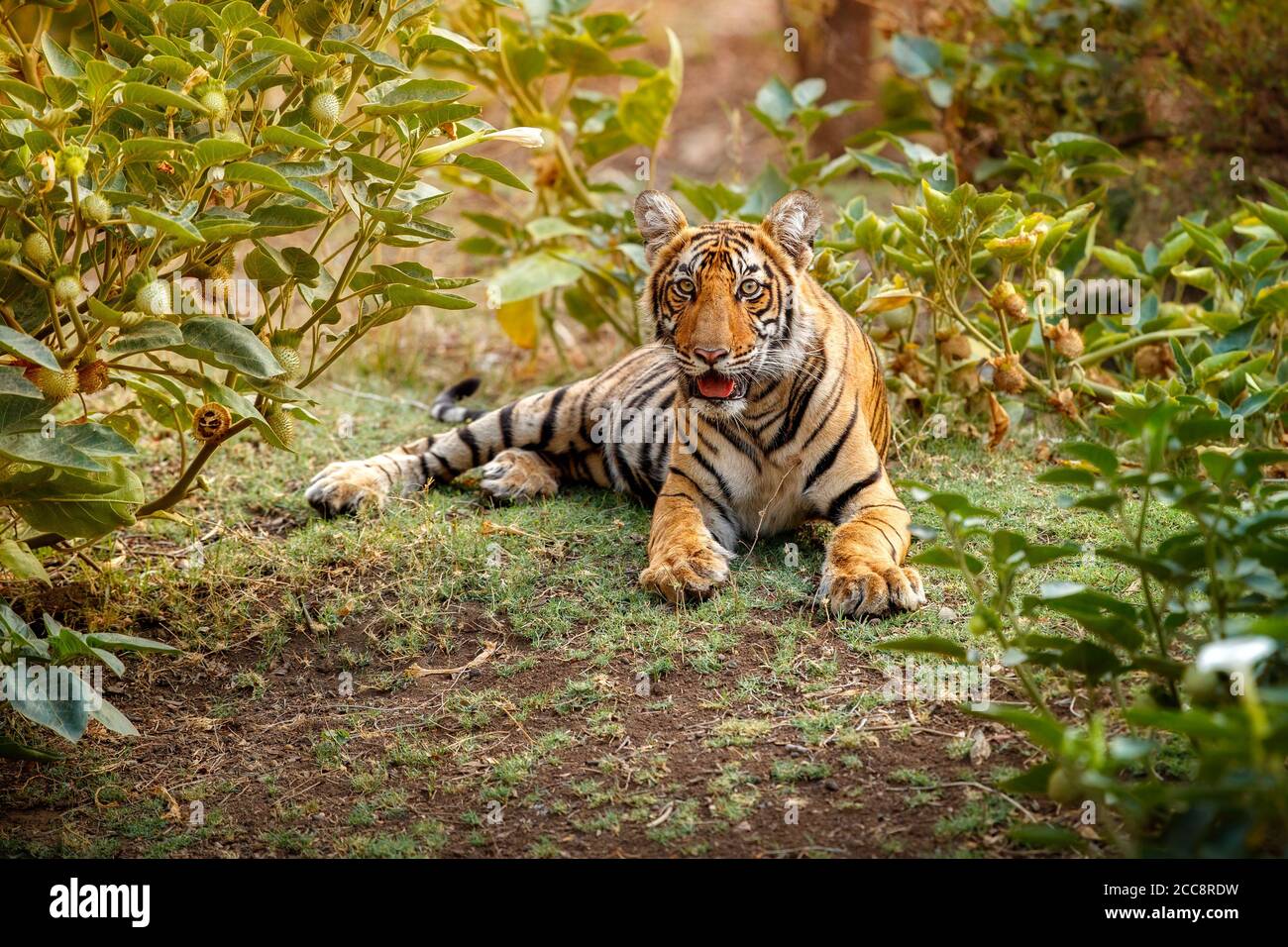 Beautiful tiger in the nature habitat. Tiger pose in amazing light ...