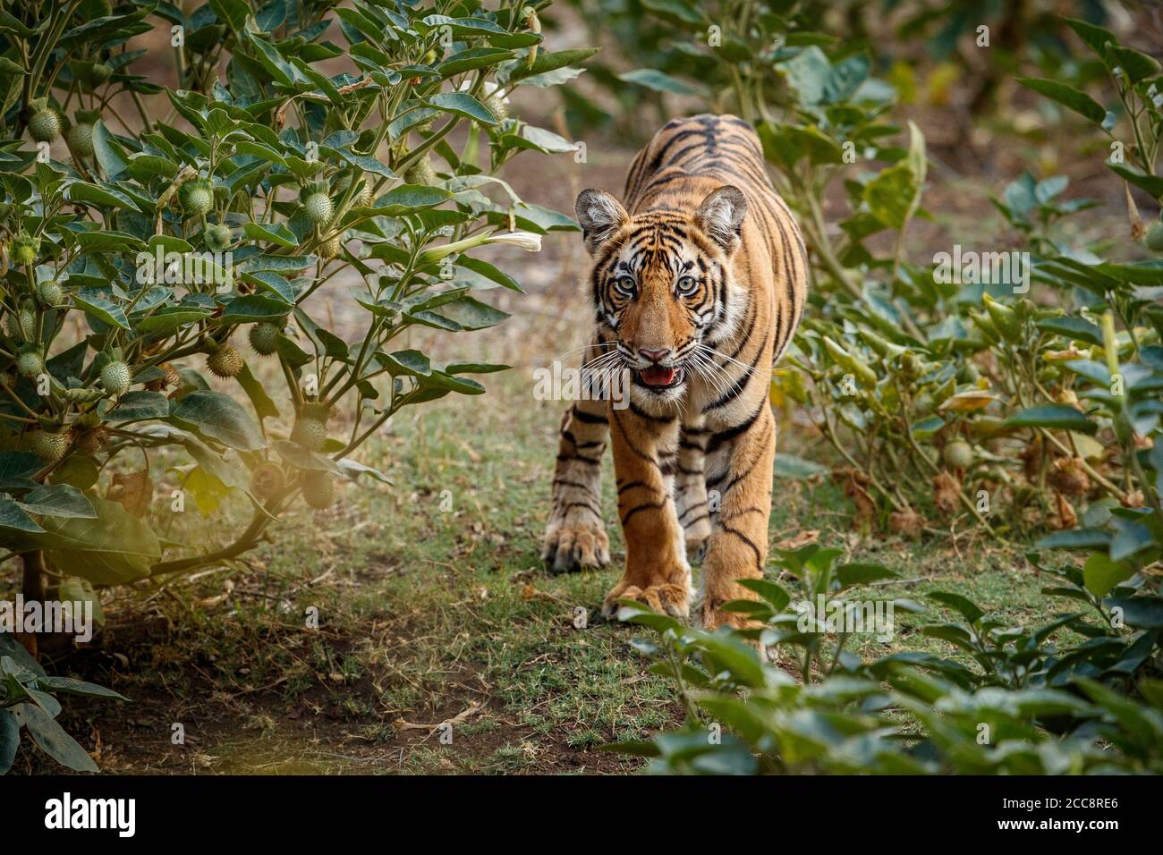 Beautiful tiger in the nature habitat. Tiger pose in amazing light ...