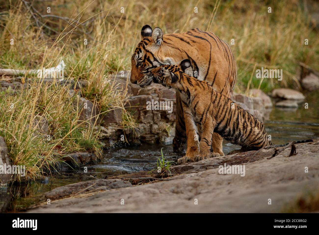Beautiful tiger in the nature habitat. Tiger pose in amazing light ...