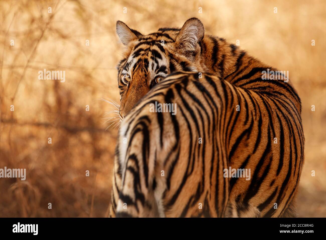 Beautiful tiger in the nature habitat. Tiger pose in amazing light ...