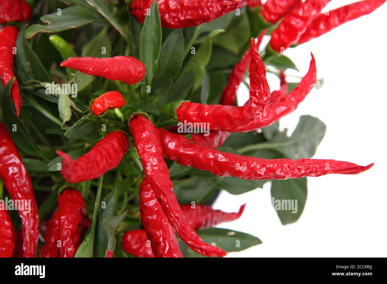 chili plant (red hot spice) isolated on the white nackground Stock ...